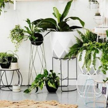 Plantas y macetas para el interior de la casa - Casa Web